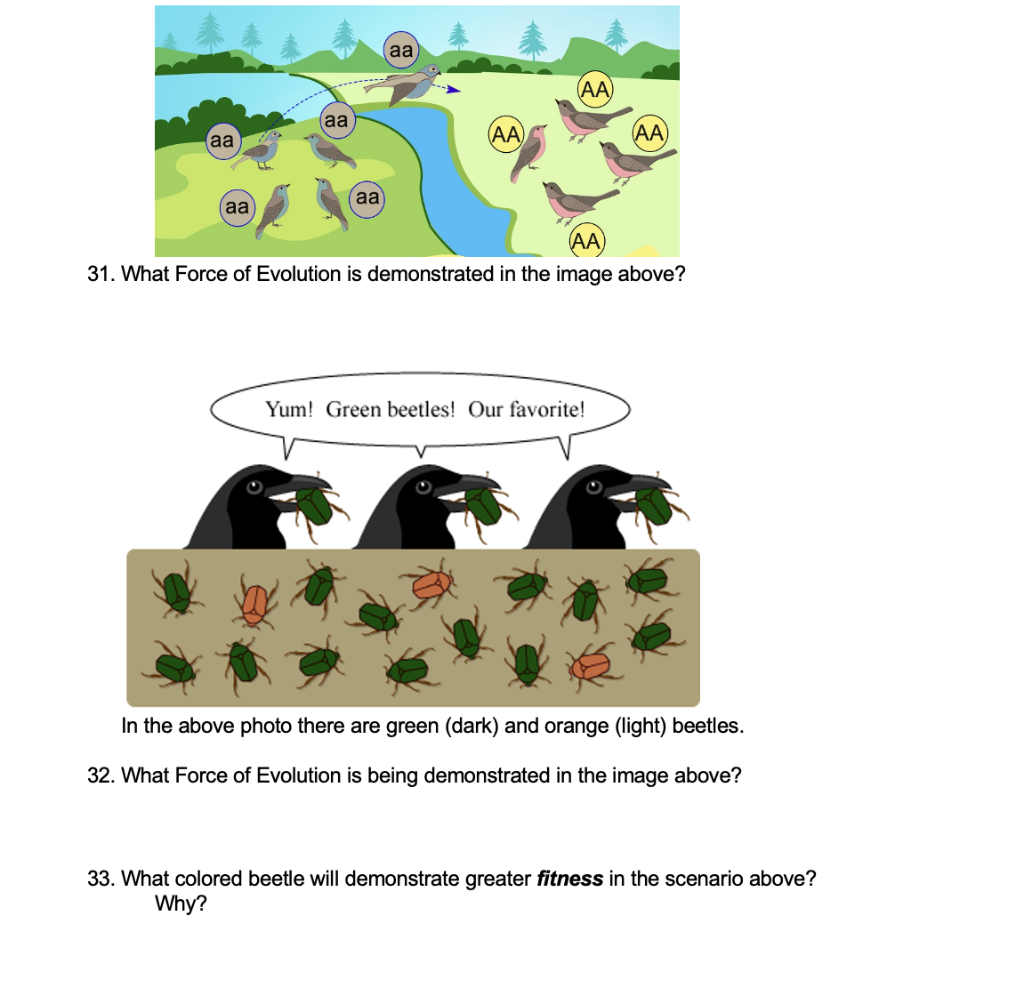 Part 2: Forces of Evolution By Tanya Icaza For this | Chegg.com