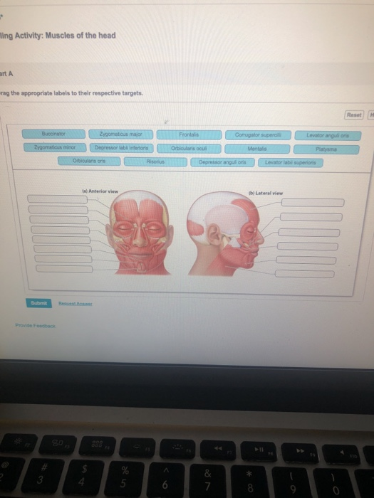 Solved ling Activity: Muscles of the head rt A rag the | Chegg.com