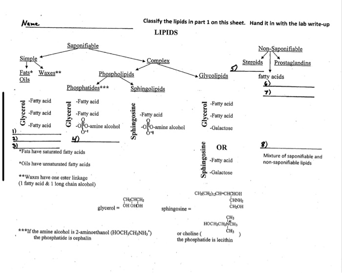 Solved Classify the lipids in part 1 on this sheet. Hand it | Chegg.com