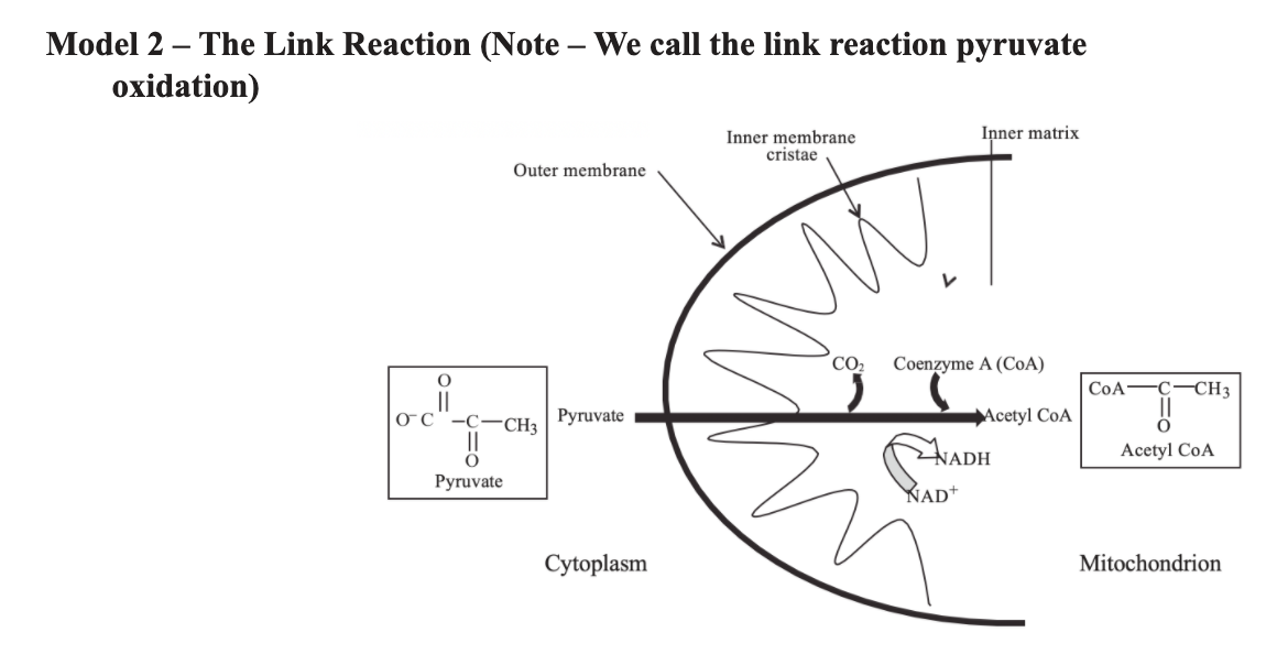 Solved Model 2 – The Link Reaction (Note – We call the link | Chegg.com