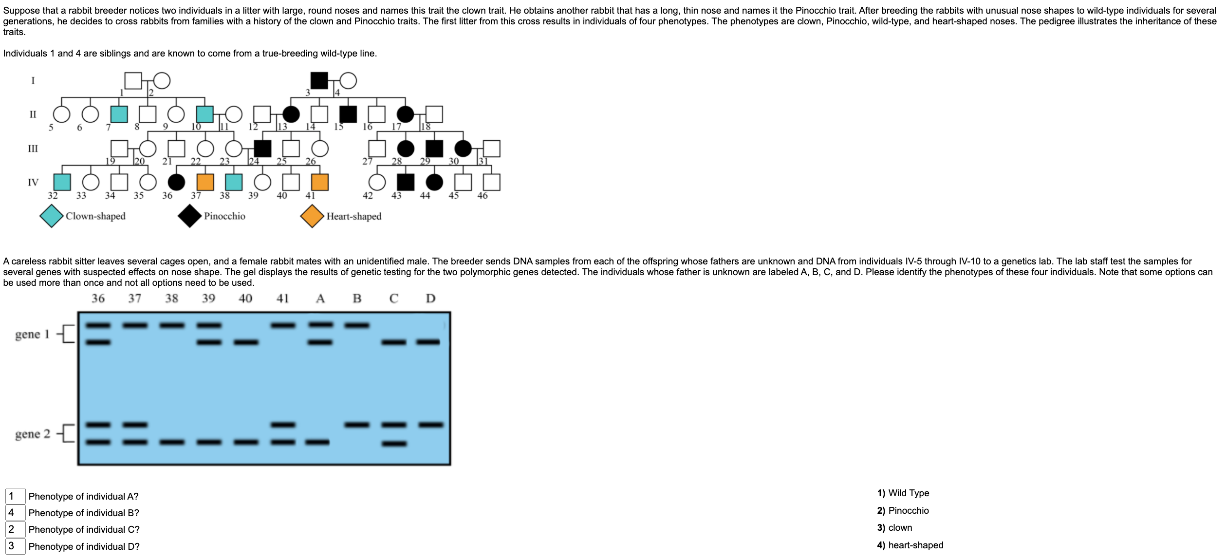 Solved Suppose that a rabbit breeder notices two individuals | Chegg.com