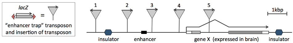 Solved "Enhancer traps" are engineered transposons that | Chegg.com