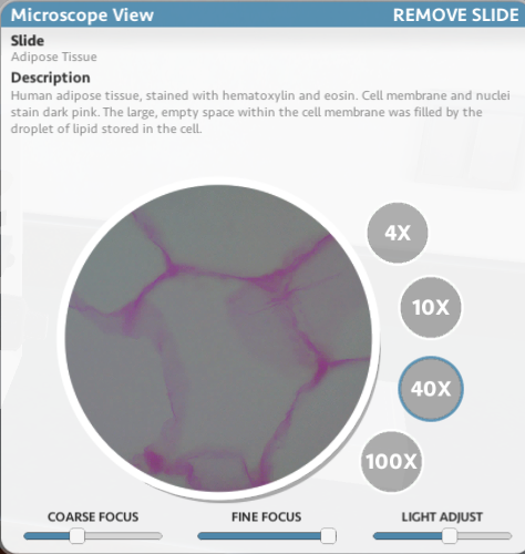 Solved Microscope View REMOVE SLIDE Slide Adipose Tissue | Chegg.com