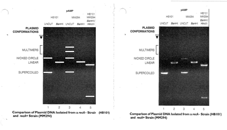 1. Examine the photograph of your stained gel (or | Chegg.com