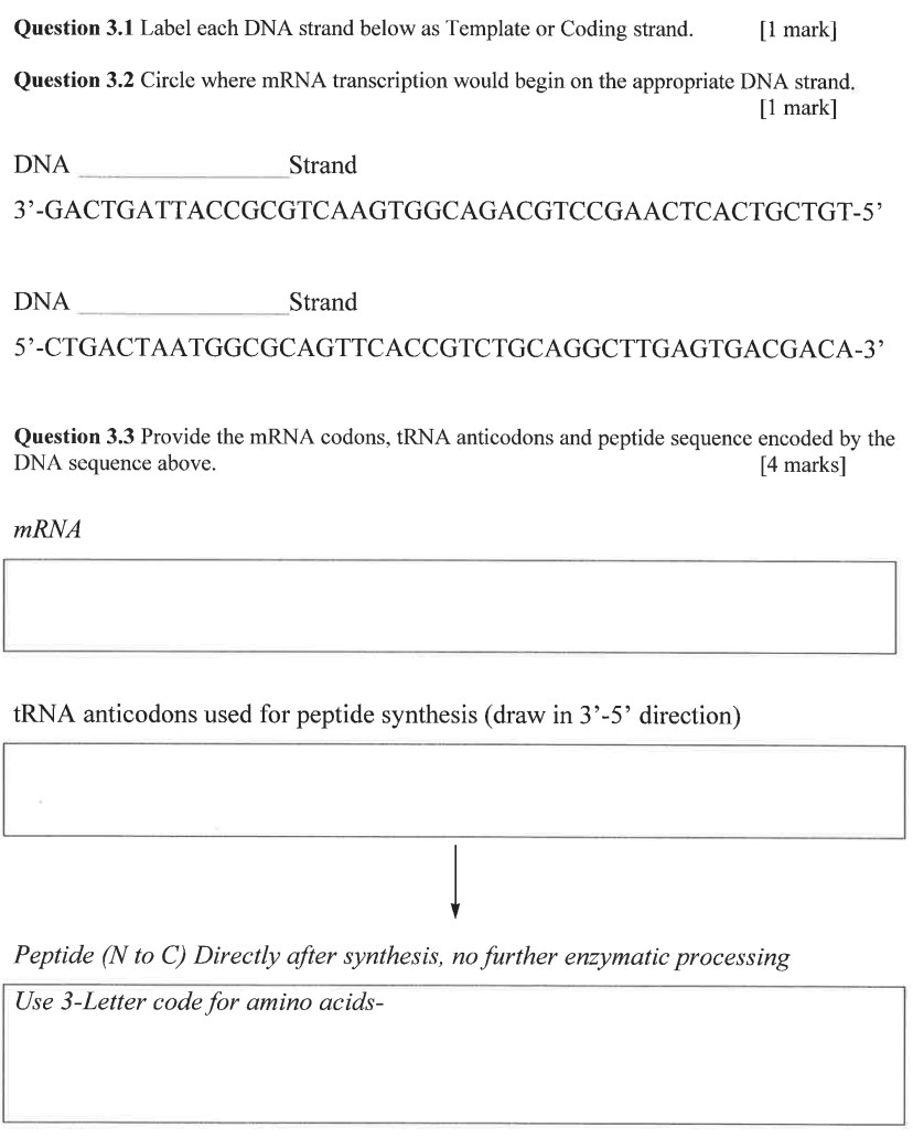 Solved Question 3.1 Label each DNA strand below as Template | Chegg.com