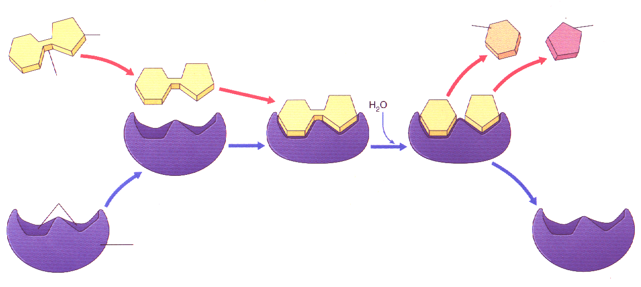 Solved What is represented in the figure below? Label all | Chegg.com