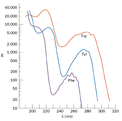 Solved The absorption spectra for three different amino | Chegg.com