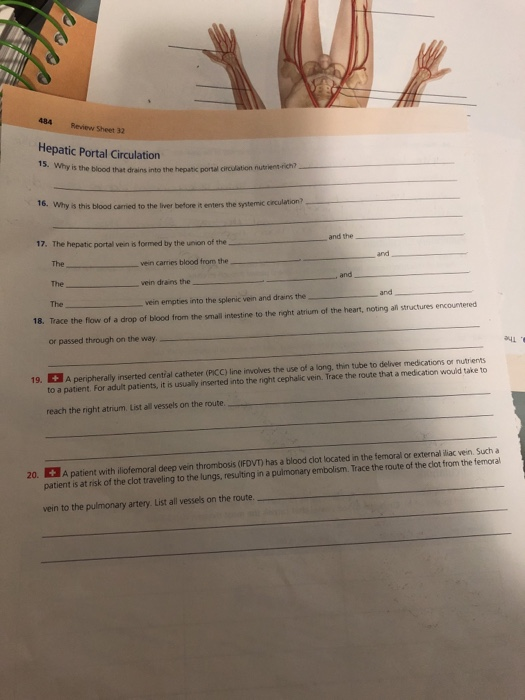 Solved 484 Review Sheet 32 Hepatic Portal Circulation 15. | Chegg.com