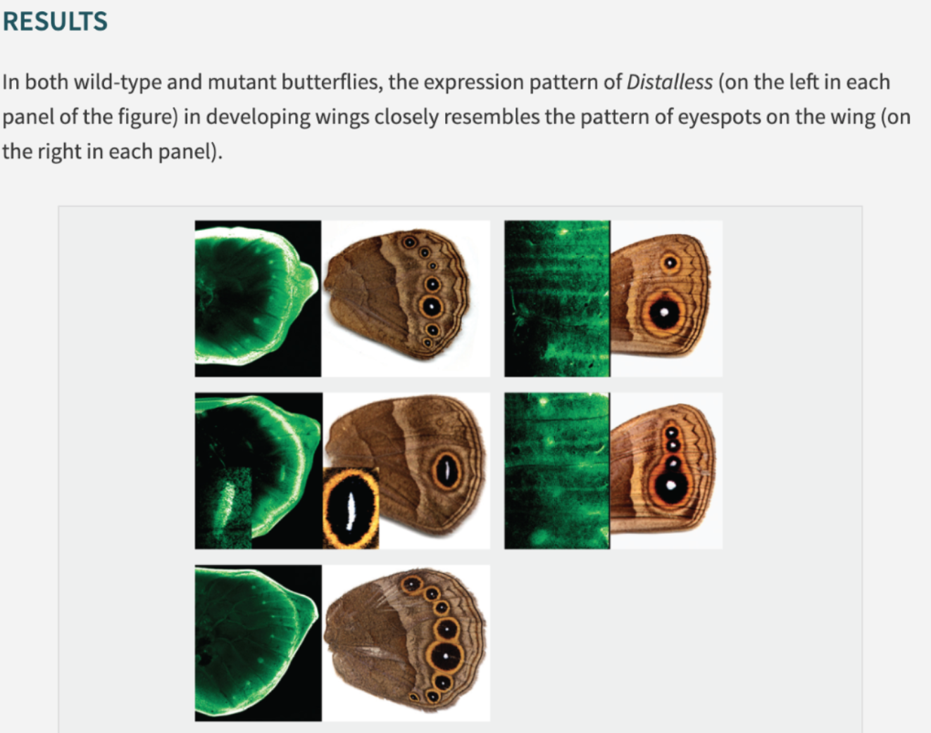 Solved What controls color pattern in butterfly wings? | Chegg.com