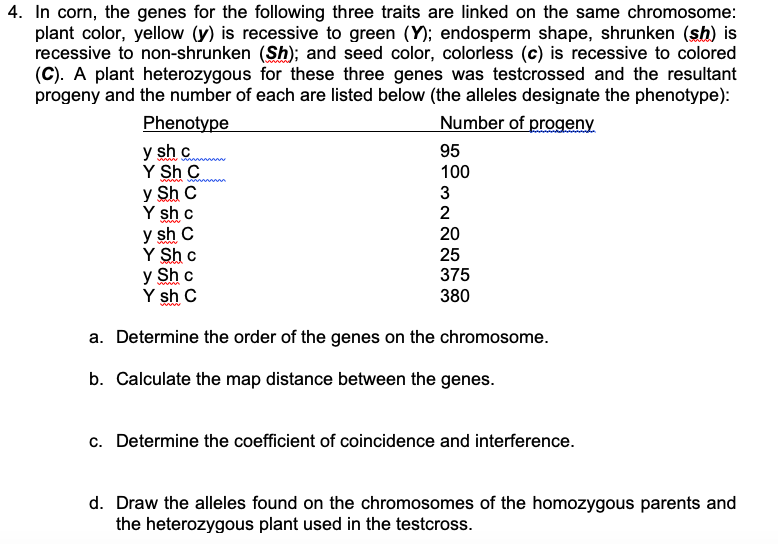 Solved 4. In corn, the genes for the following three traits | Chegg.com