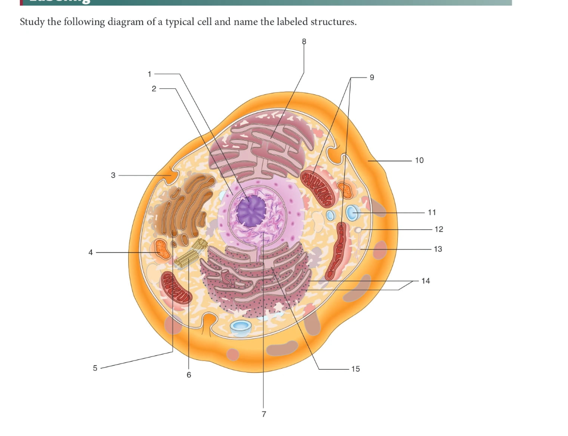 Solved Study the following diagram of a typical cell and | Chegg.com