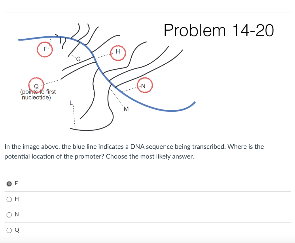 Solved 15−1d Gene M has two exons and one intro, positioned | Chegg.com