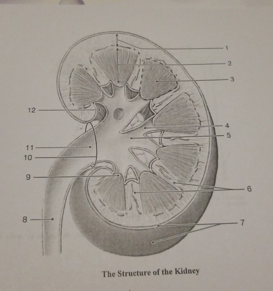 Simple Kidney Diagram