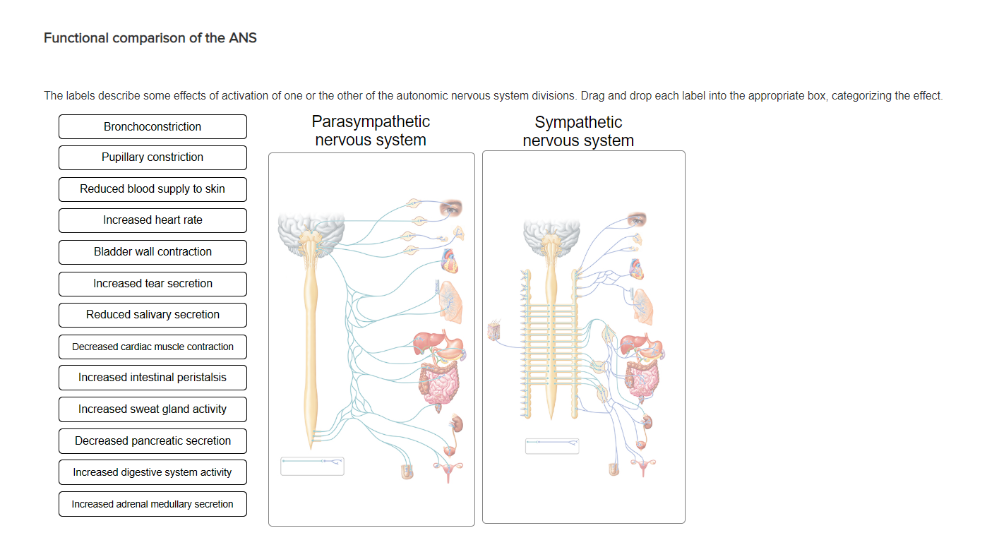 Solved Functional comparison of the ANS The labels describe | Chegg.com