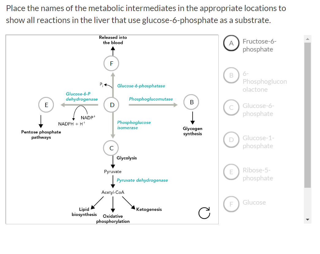 Solved Place The Names Of The Metabolic Intermediates In The
