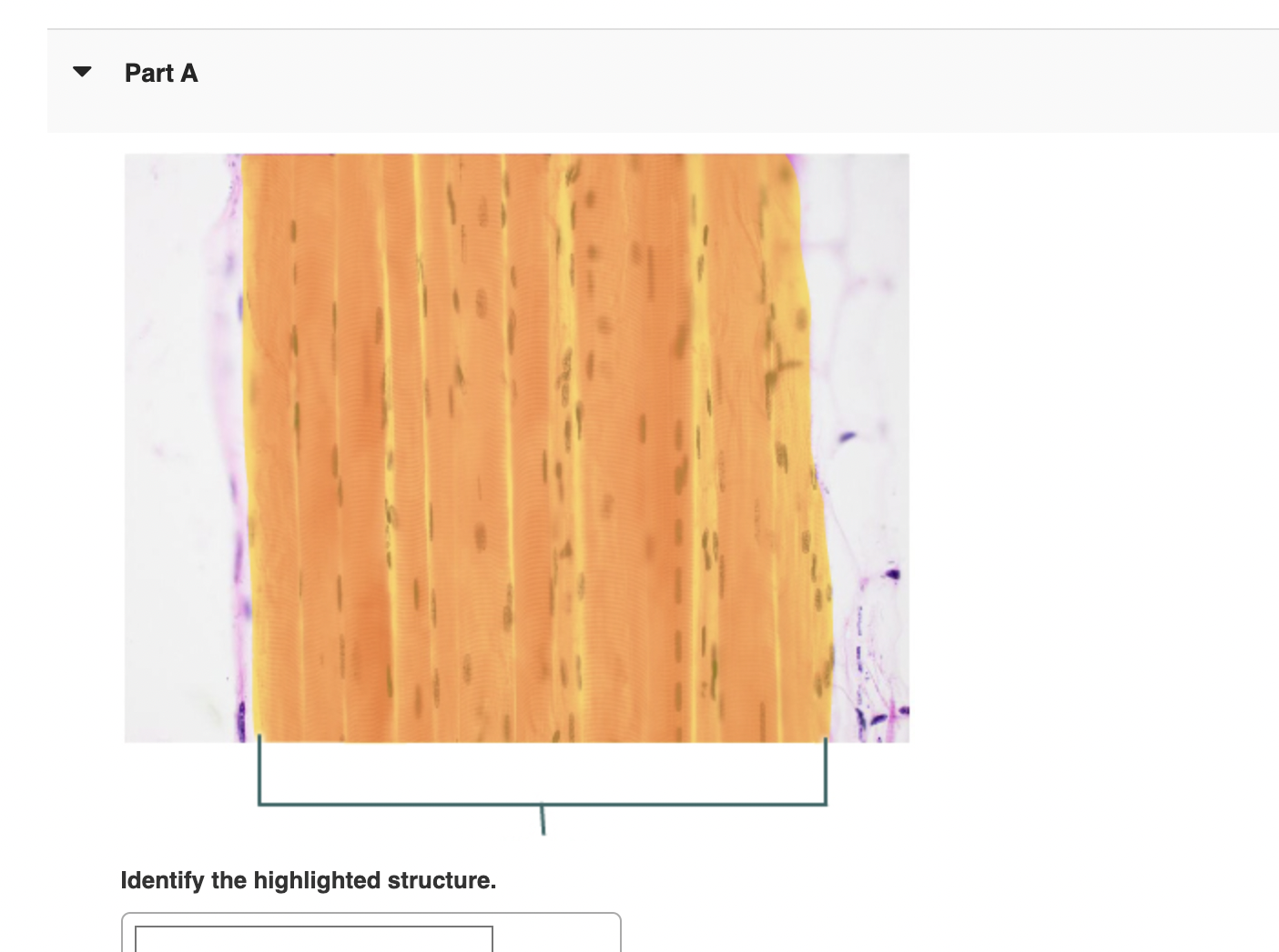 Solved Identify the highlighted structure. | Chegg.com