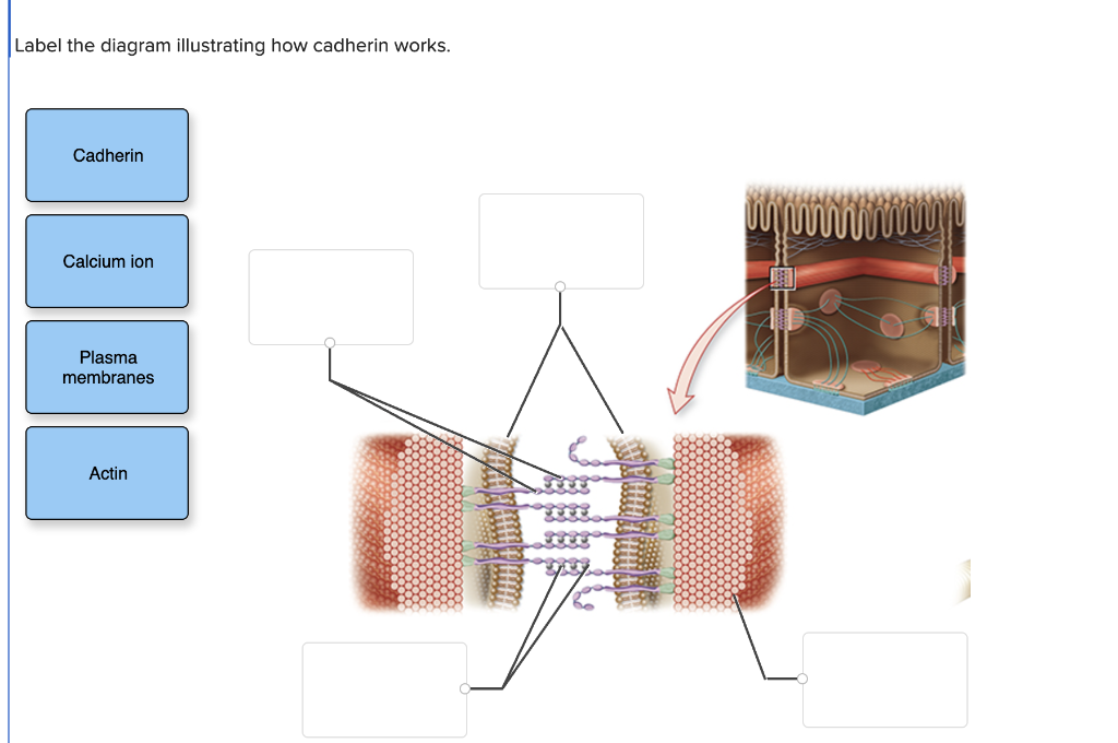 Solved Label the diagram illustrating how cadherin works. | Chegg.com