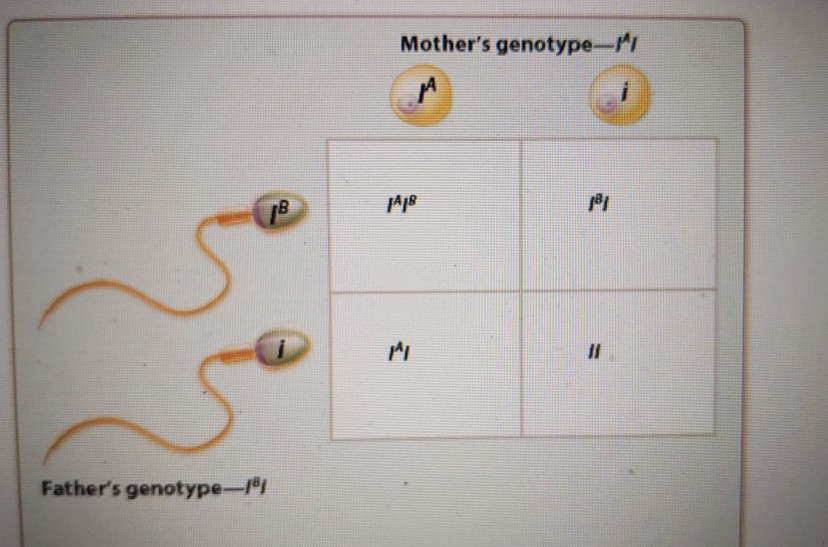 Solved The probability of the offspring having type O blood | Chegg.com