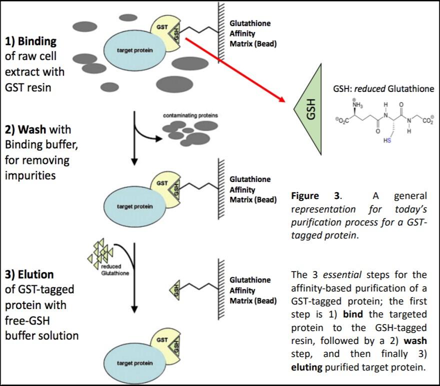 Solved the elution buffer contained a high | Chegg.com