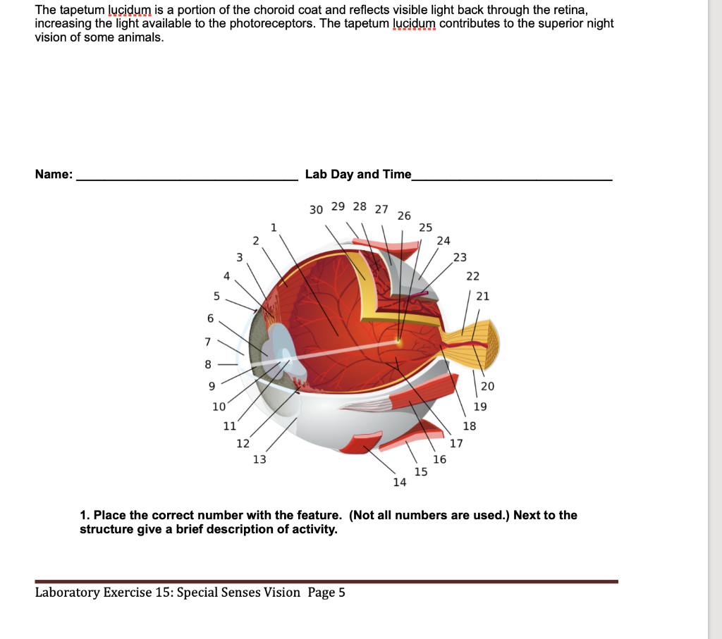 The tapetum lucidum is a portion of the choroid coat | Chegg.com