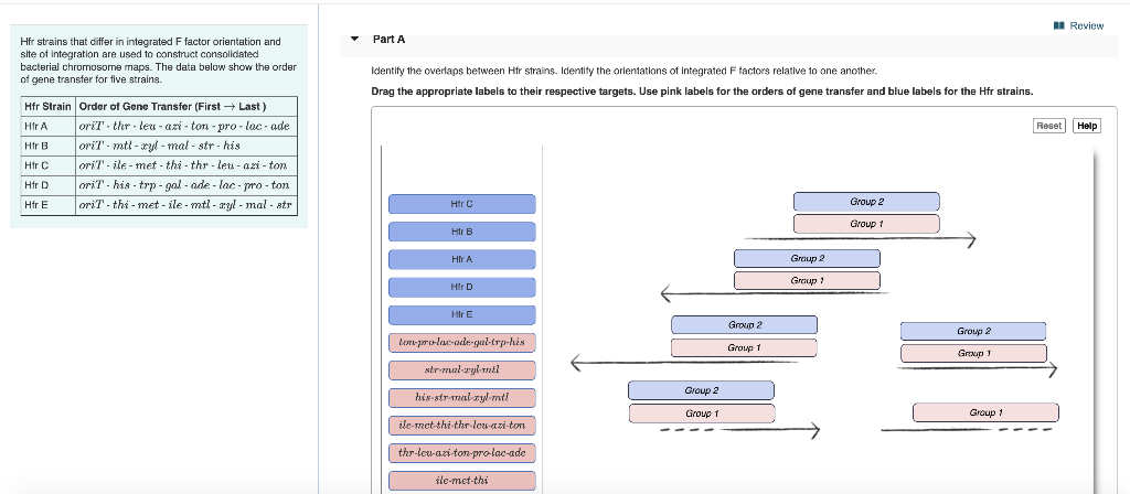 Review Part A Hfr strains that differ in integrated F | Chegg.com