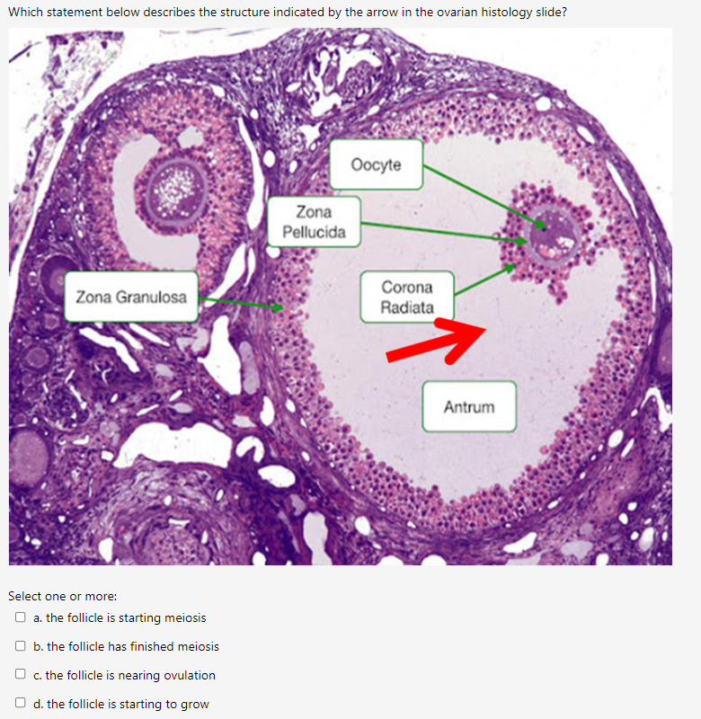 Ovarian Follicles Slide
