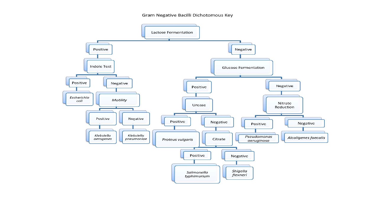 Solved FOLLOWING A DICHOTOMOUS KEY AND IDENTIFICATIONS | Chegg.com