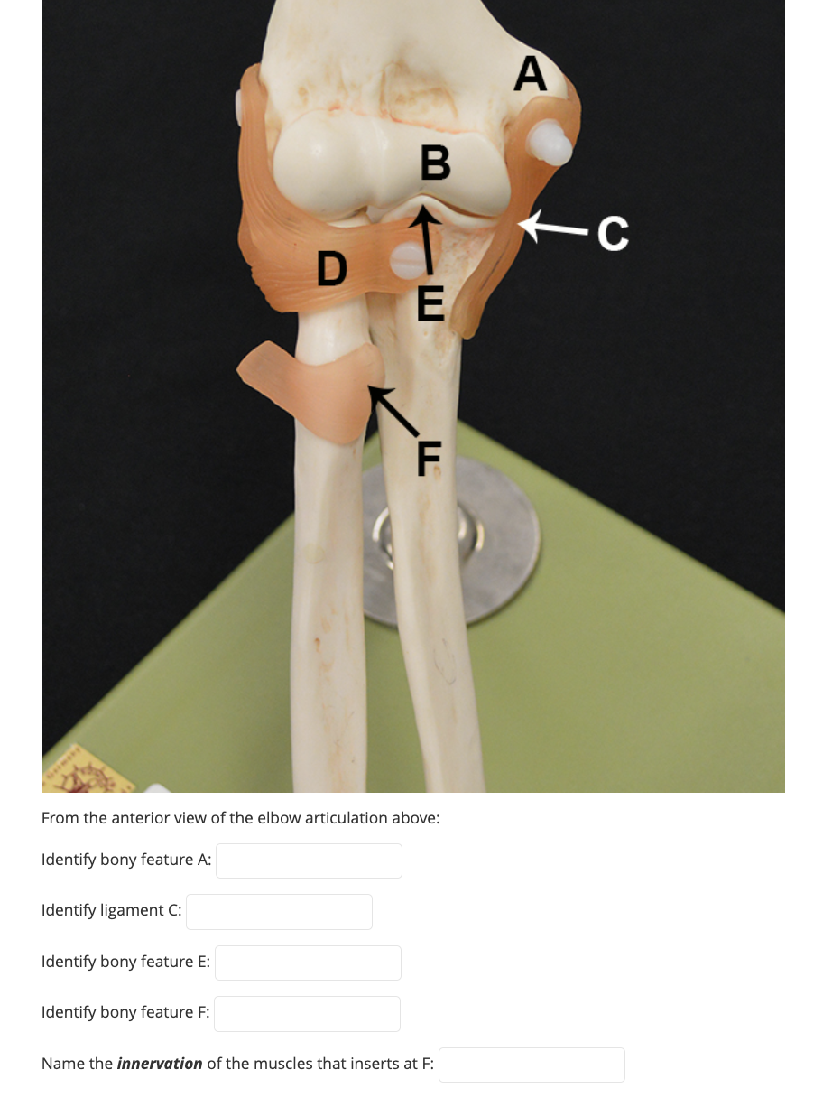 Solved From the anterior view of the elbow articulation | Chegg.com Solved From the anterior view of the elbow articulation | Chegg.com