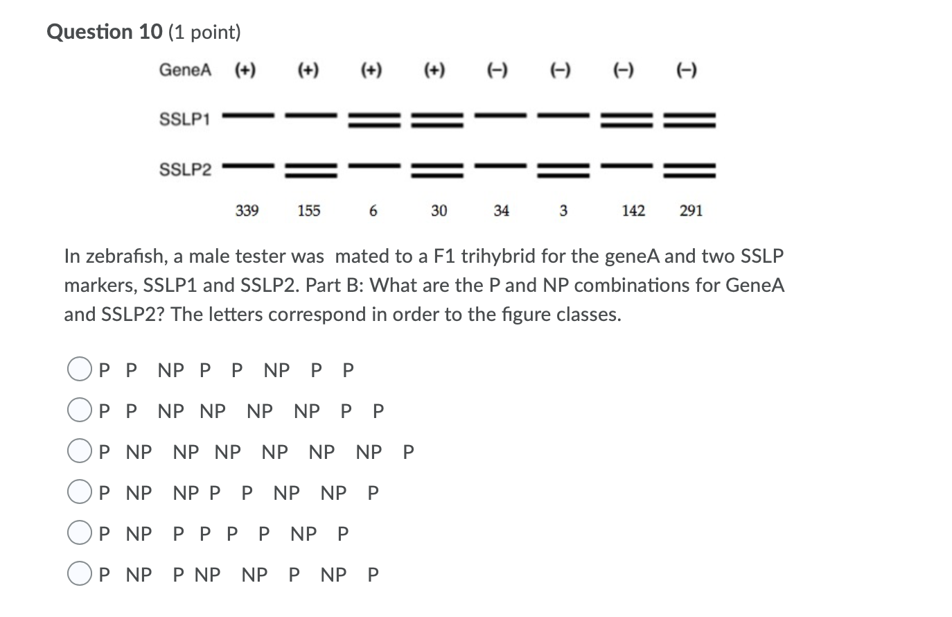 Question 10 (1 point) Genea (+) (+) (+) SSLP1 — - = | Chegg.com