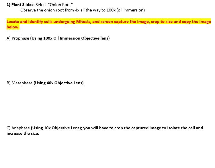 Solved 1) Plant Slides: Select "Onion Root" Observe the | Chegg.com