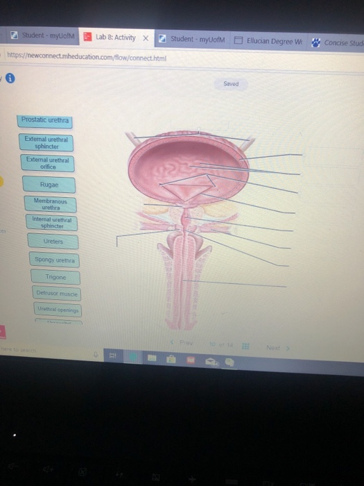 Solved Identify the ureter, urethra, and structures of the | Chegg.com