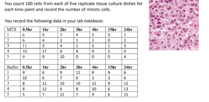 Solved You count 100 cells from each of five replicate | Chegg.com