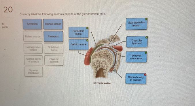 Solved 20 Correctly label the following anatomical parts of | Chegg.com