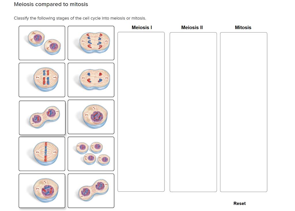 Solved: Purpose Of Cell Cycle Checkpoints Complete The Fol... | Chegg.com