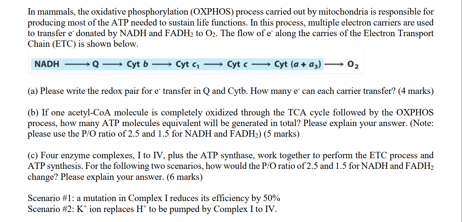 Solved In mammals, the oxidative phosphorylation (OXPHOS) | Chegg.com