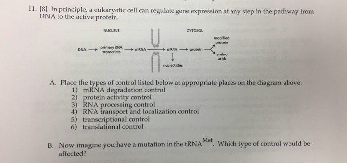 Solved In principle, a eukaryotic cell can regulate gene | Chegg.com