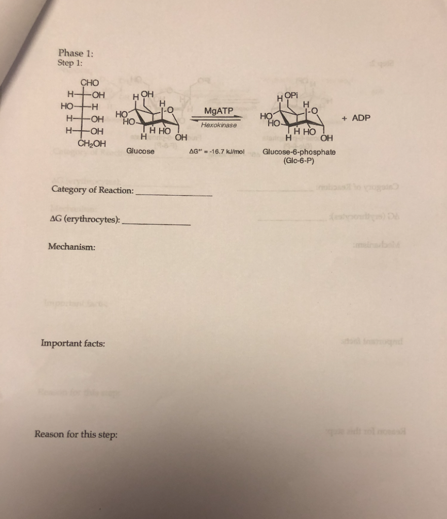 Glycolysis Worksheet Overview of the pathway: Phase I | Chegg.com