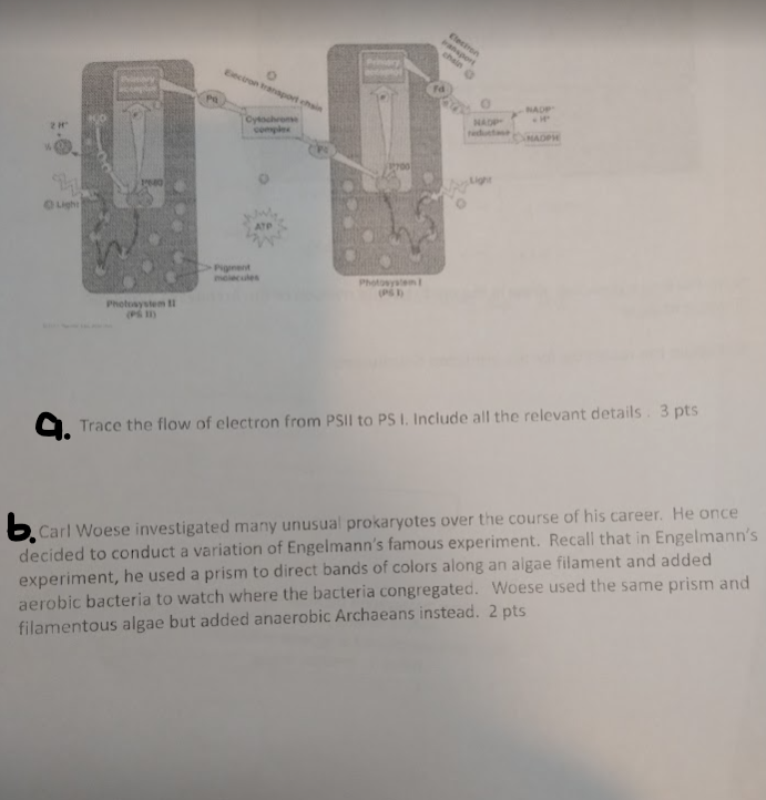 Solved Trace the flow of electron from PSII to PSI. Include | Chegg.com