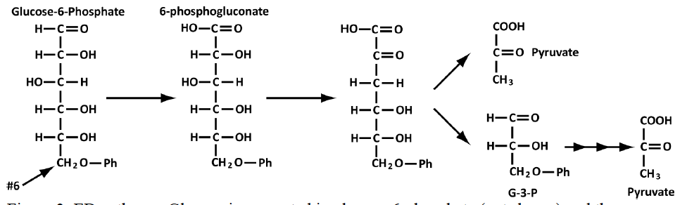 Solved glucose 2 glucose-6- phosphatecose-6-phosphate H-C-OH | Chegg.com
