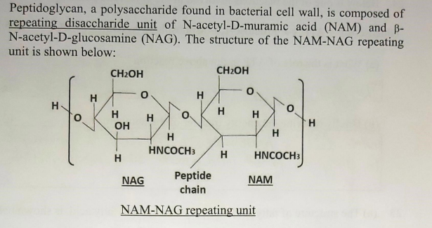 Solved Peptidoglycan, a polysaccharide found in bacterial | Chegg.com