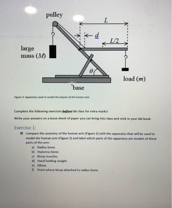 Solved Expt E6- Prelab Physics of the Human Arm If you have | Chegg.com