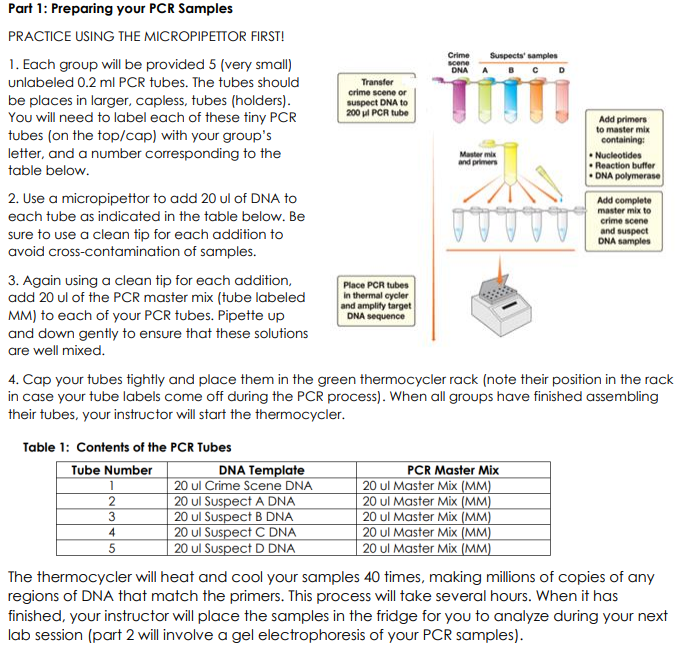 Solved 1. Assuming that PCR worked, what should each of | Chegg.com