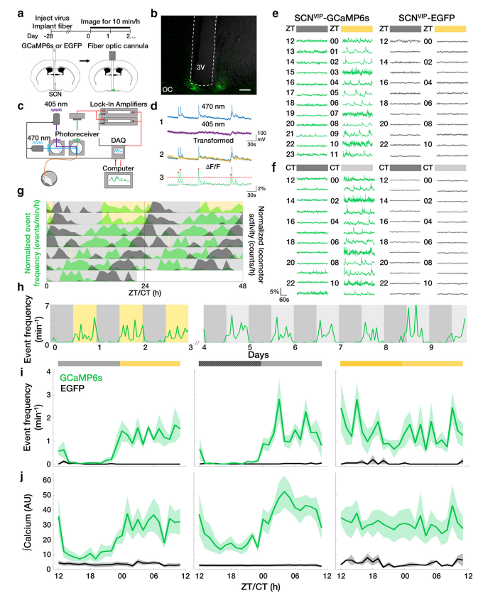 Solved Figure 1. SCN VIP neurons exhibit daily rhythms in | Chegg.com