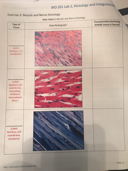 Solved BIO 201 Lab 2, Histology and Integume Exercise 3: | Chegg.com