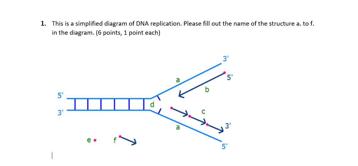 Solved 1. This is a simplified diagram of DNA replication. | Chegg.com