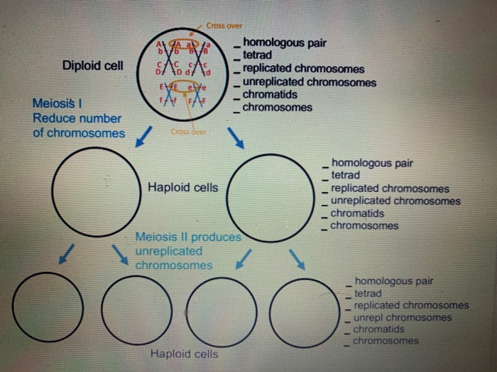 Solved Diploid cell IIIIII homologous pair tetrad replicated | Chegg.com