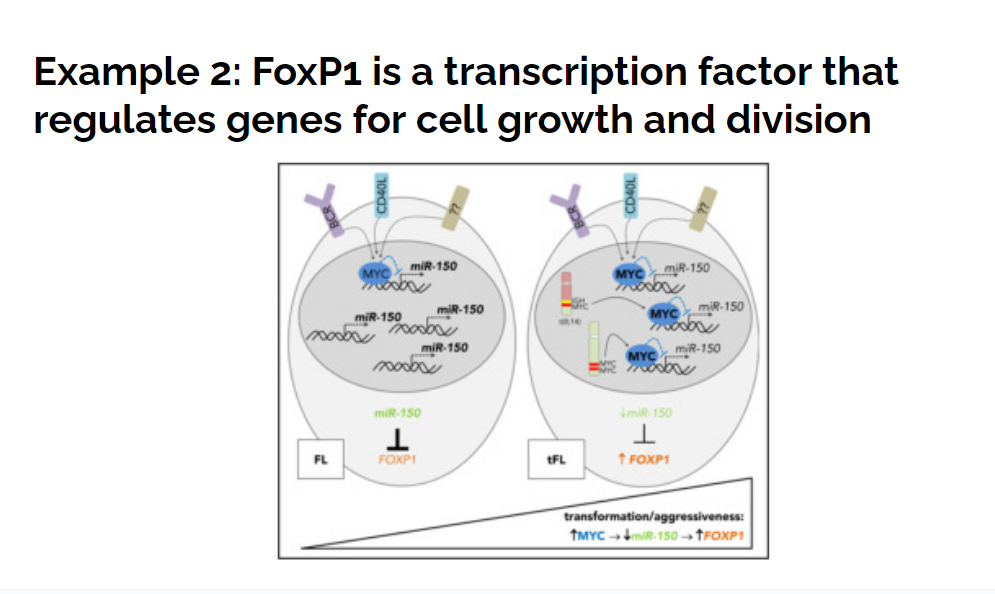 Solved In the FoxP1 example, what types of gene expression | Chegg.com