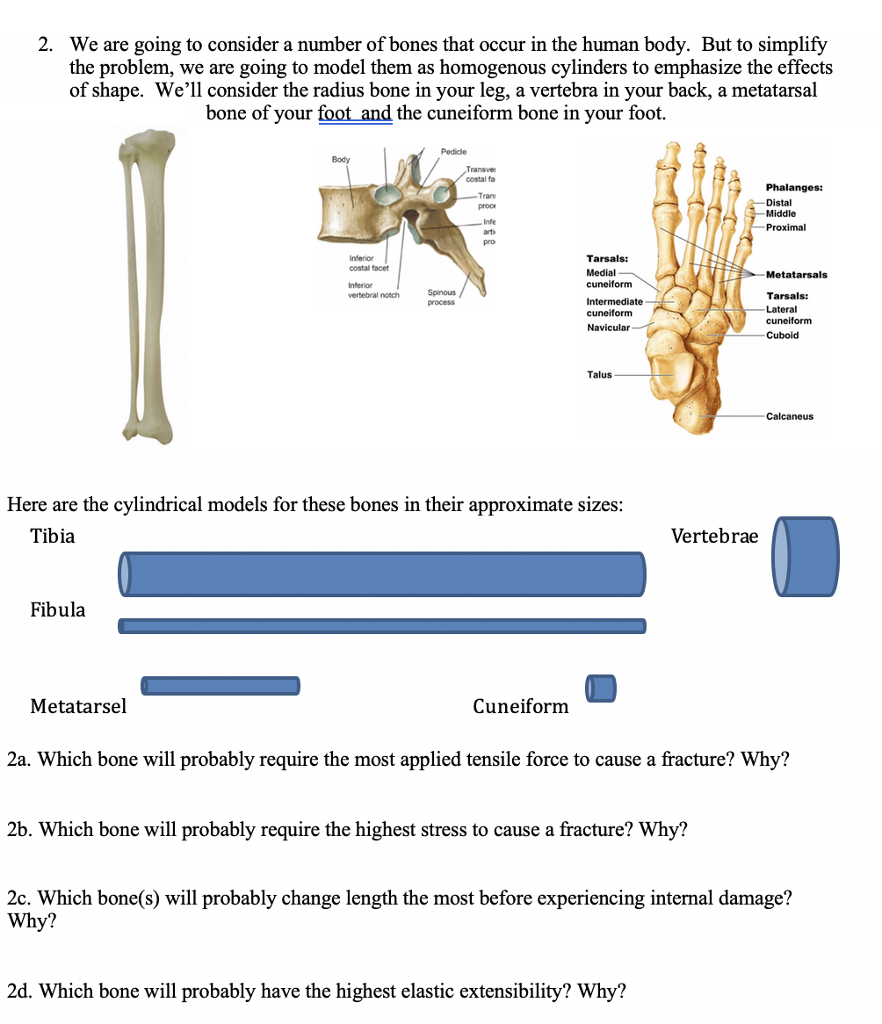 Solved 2. We are going to consider a number of bones that | Chegg.com