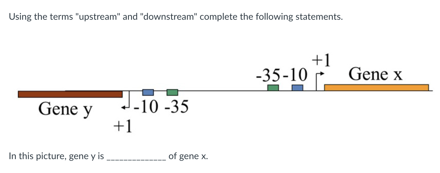 Solved Using the terms "upstream" and "downstream" complete | Chegg.com