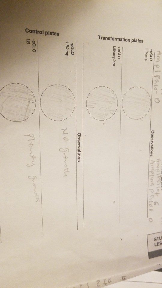Solved Control plates Transformation plates STU LES | Chegg.com